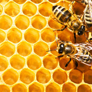 Cera Bellina | Polyglyceryl-3 Beeswax for Cosmetics | Lotioncrafter